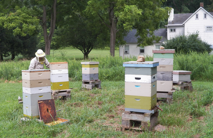 The Buzz on Bees - County Lines Online