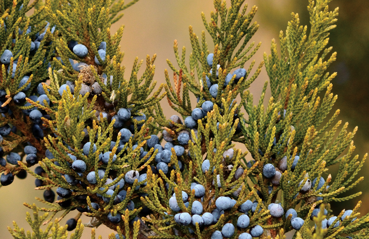 Ever-Important Evergreens - County Lines Online