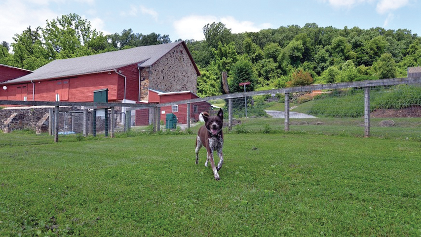 Adopt, Don’t Shop - County Lines Online