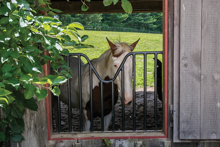 Four Chimneys Farm - County Lines Online