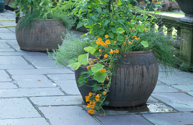 Vegging Out - County Lines Online