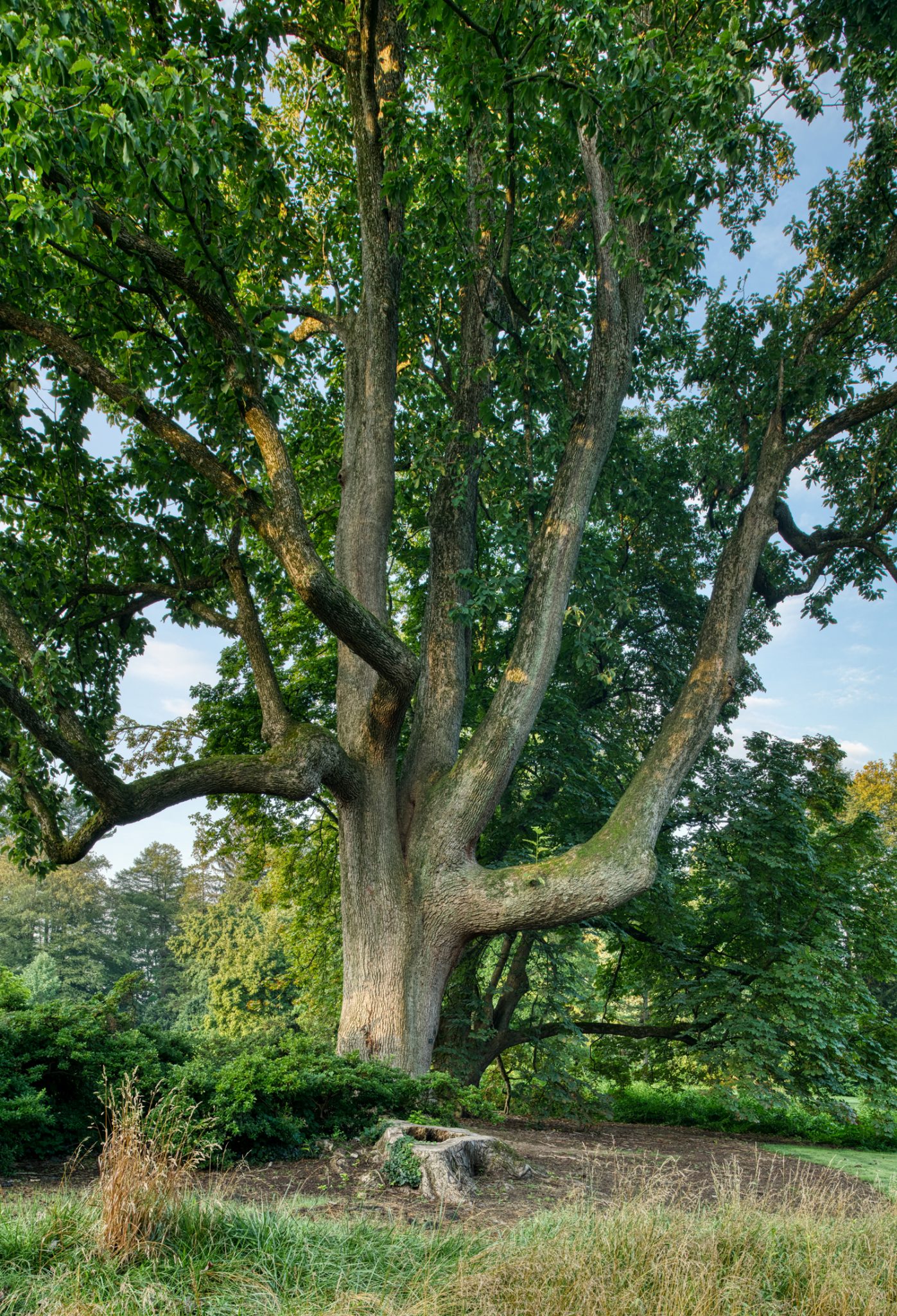 Stoneleigh's Trees to See - County Lines Online