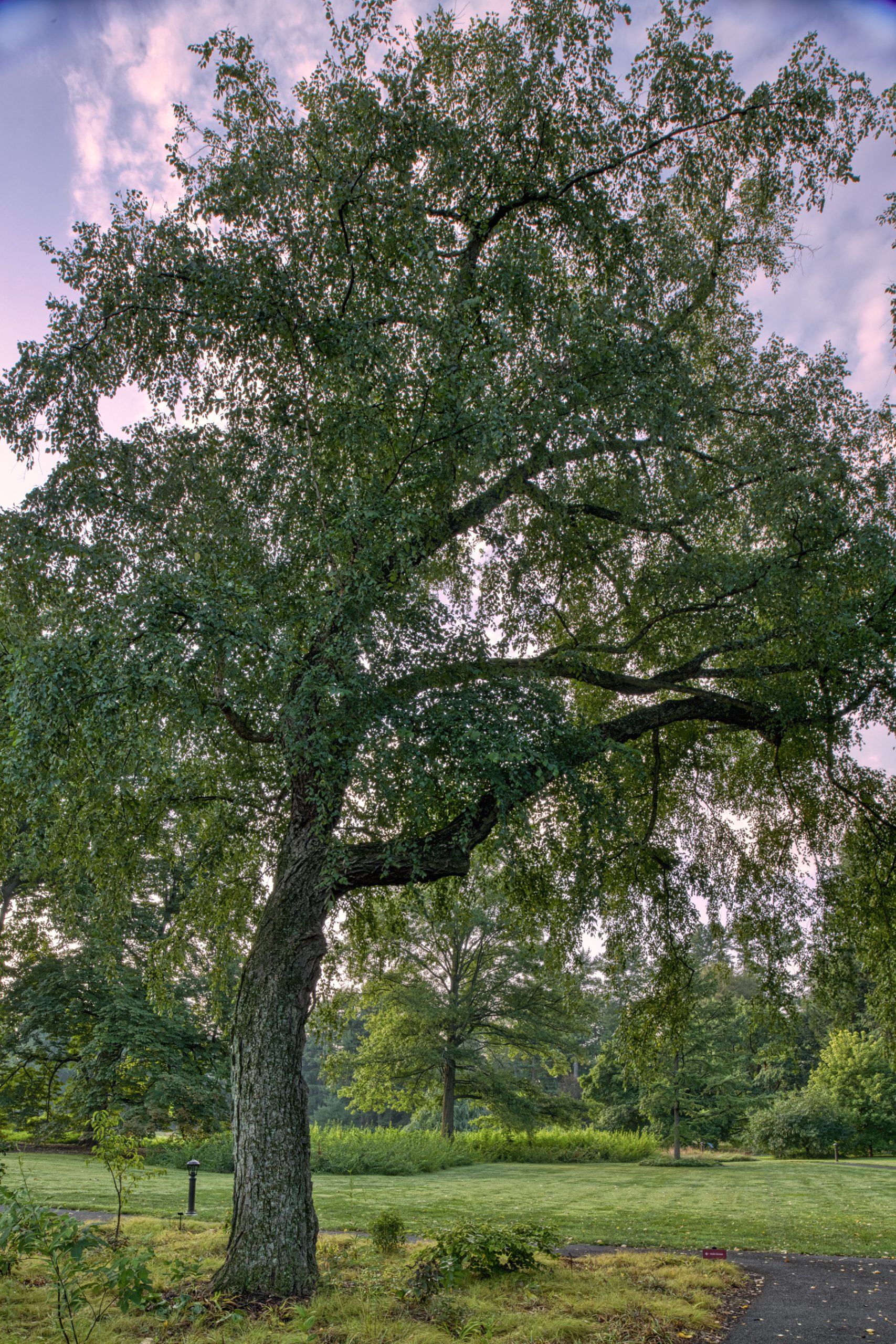 Stoneleigh's Trees to See - County Lines Online