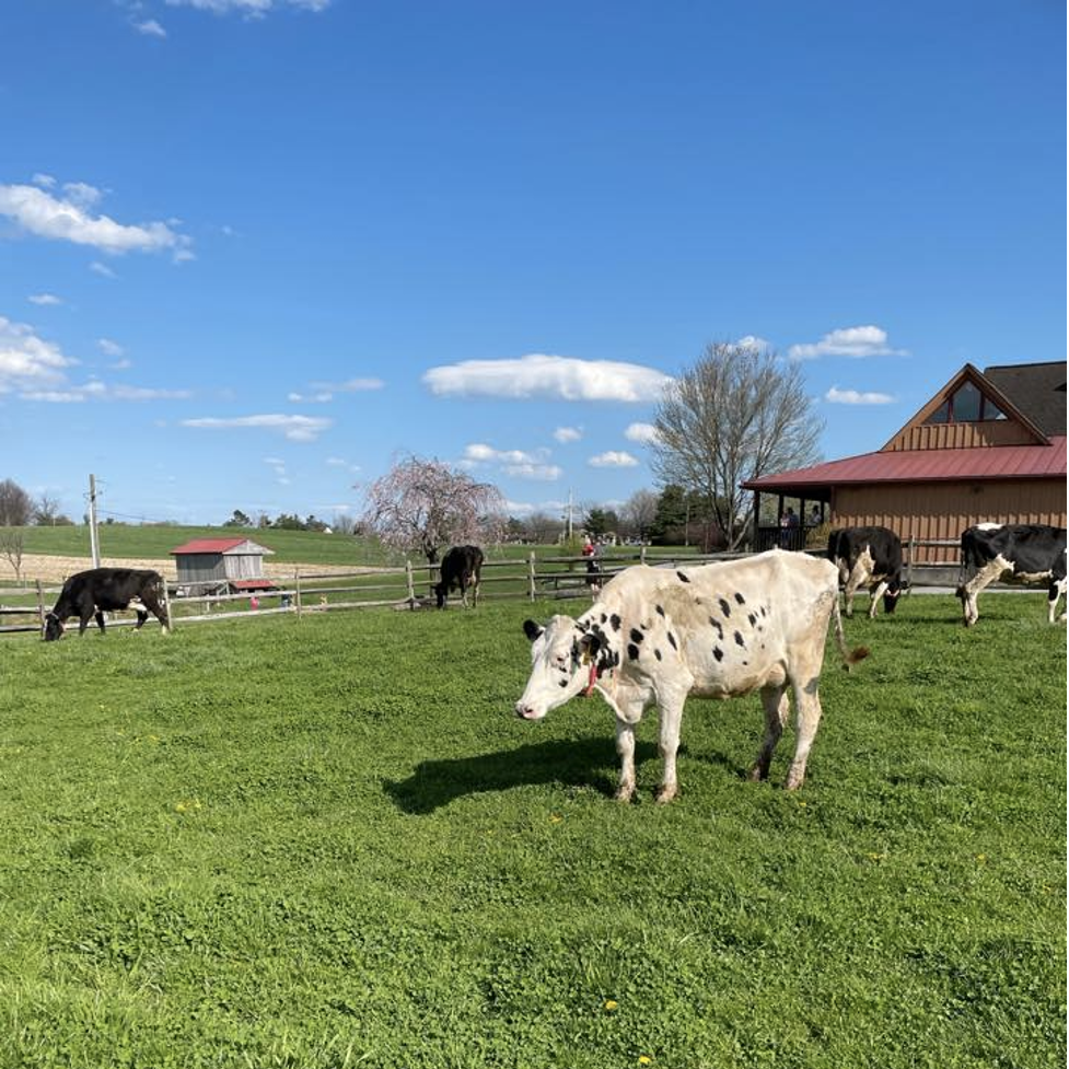 Cool Spots, Cooler Treats - County Lines Online