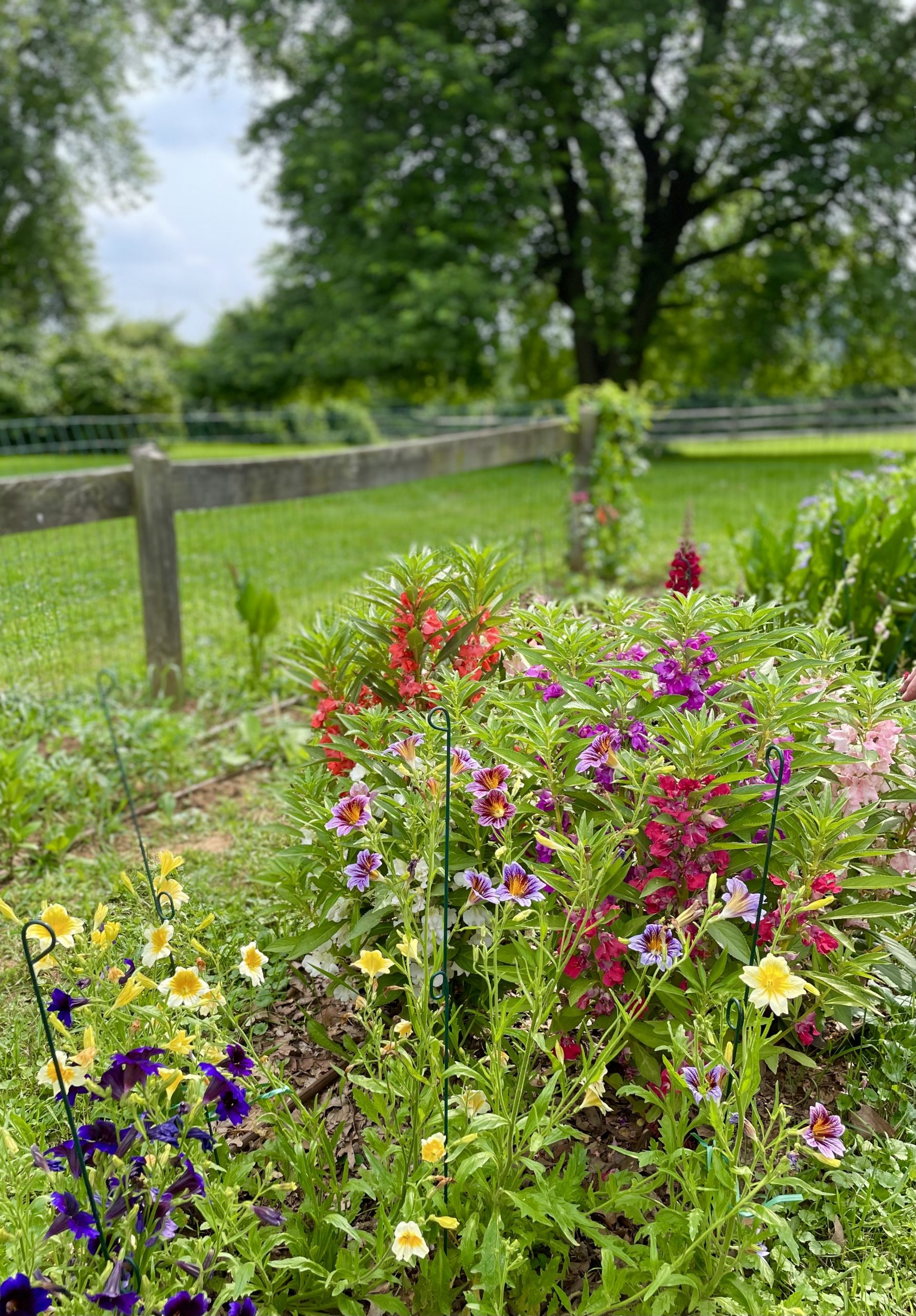 Bloomin' Beautiful - County Lines Online