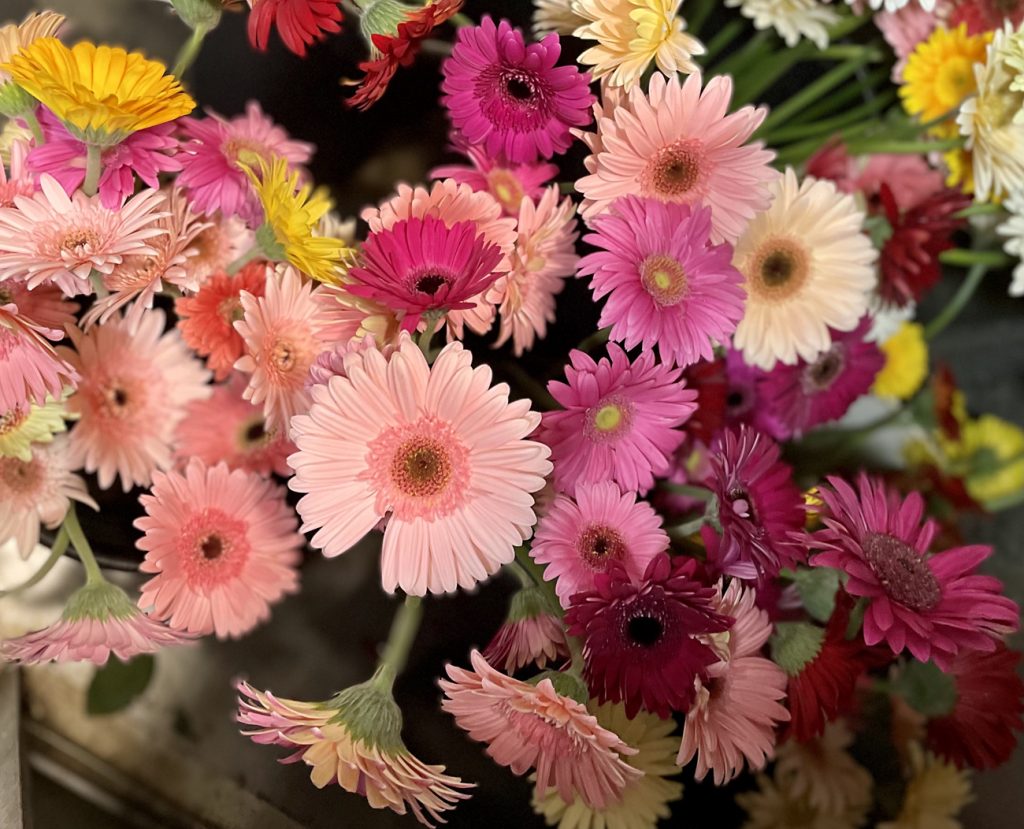 Bloomin' Beautiful - County Lines Online