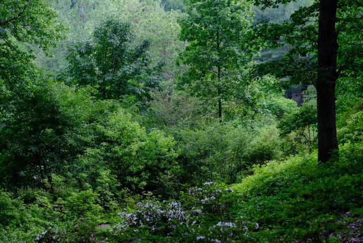 Foliage Gardening with the Elements of Design - County Lines Online