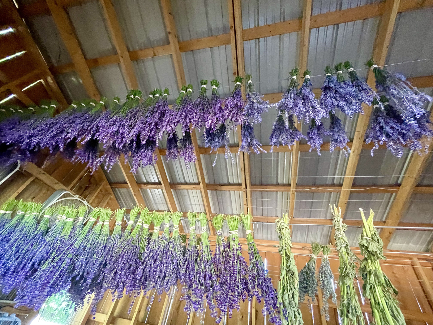 Hope Hill drying shed rafters - County Lines Online