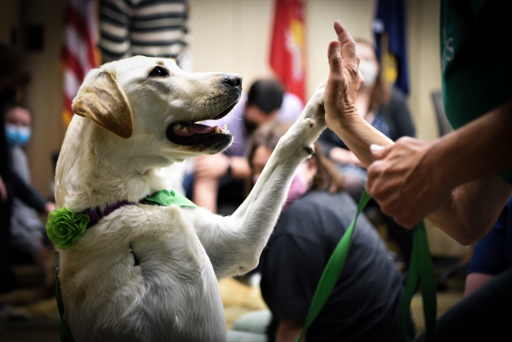 PAWS for People Pet Therapy Provides Hope and Healing - County Lines Online