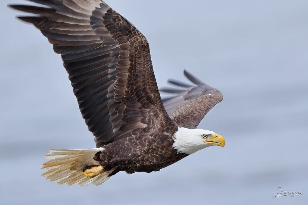 Bald Eagles of Conowingo - County Lines Online