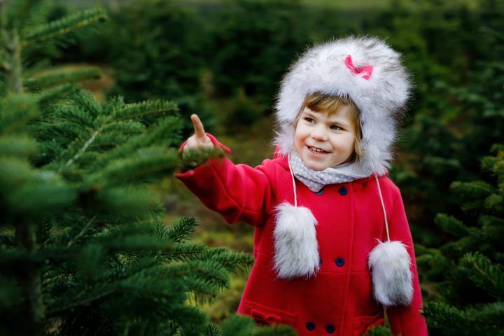 The Final Cut: A Cut-Your-Own Tree Guide - County Lines Online