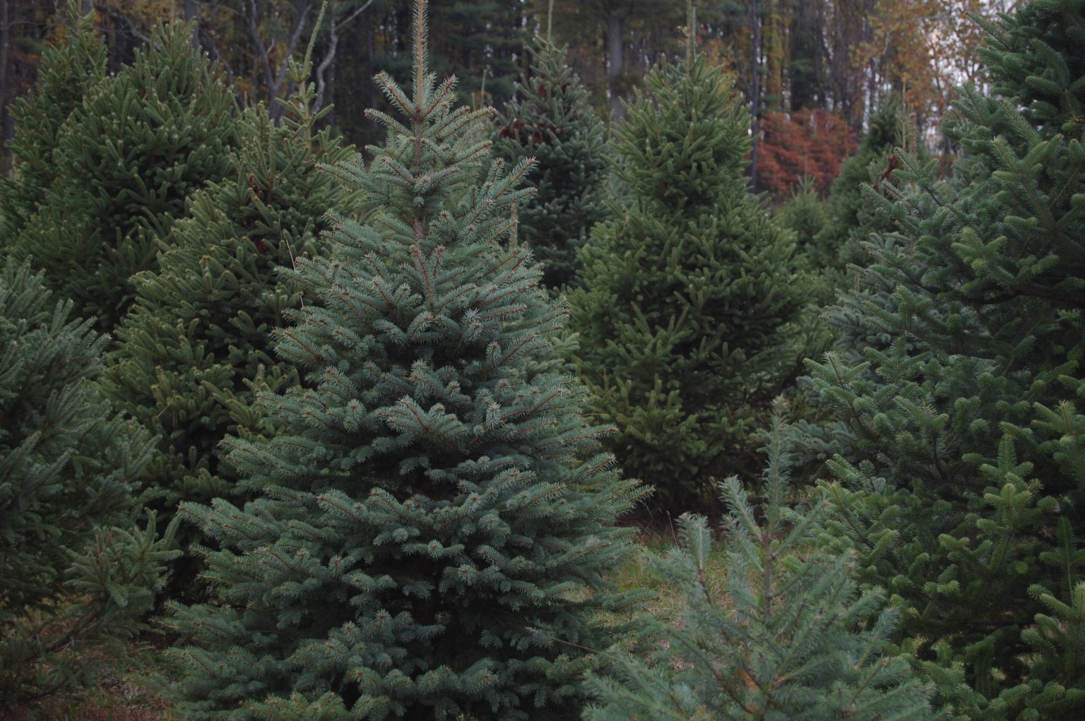 The Final Cut: A Cut-Your-Own Tree Guide - County Lines Online