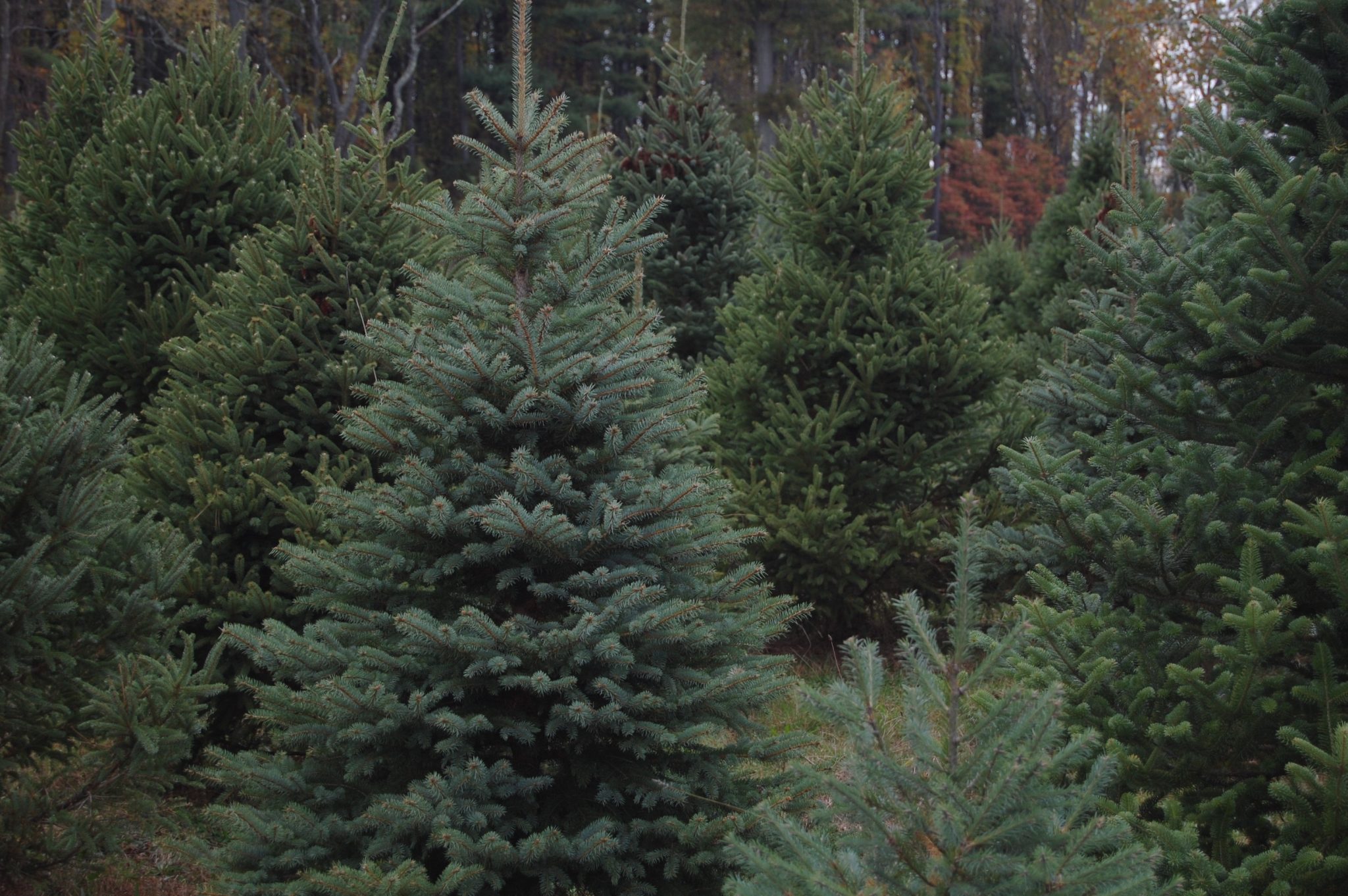 The Final Cut: A Cut-Your-Own Tree Guide - County Lines Online