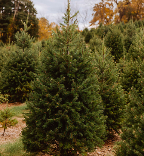 The Final Cut: A Cut-Your-Own Tree Guide - County Lines Online