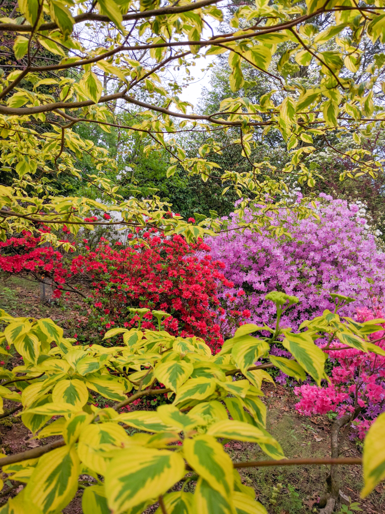 Highlight of a Mid-Atlantic Spring - County Lines Online