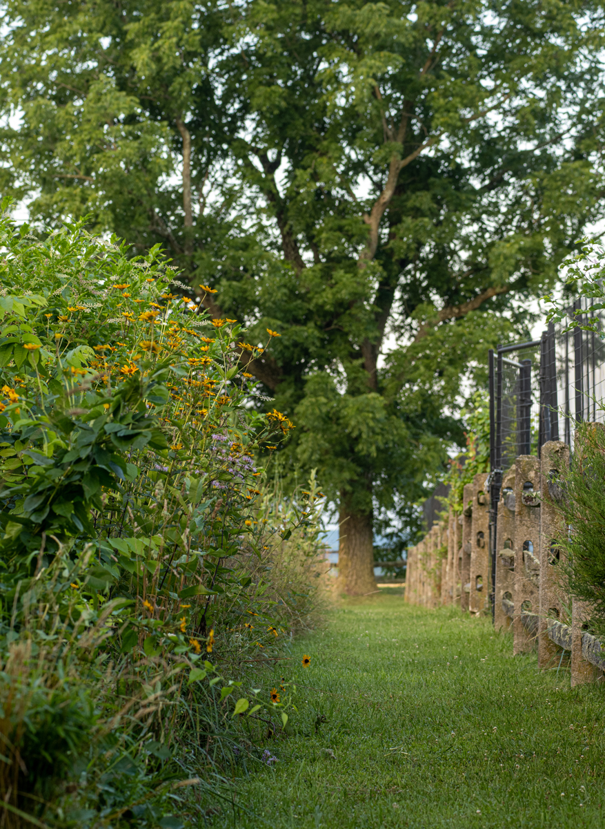 Walking path with native wildflowers by Jennifer Mathes - County Lines ...