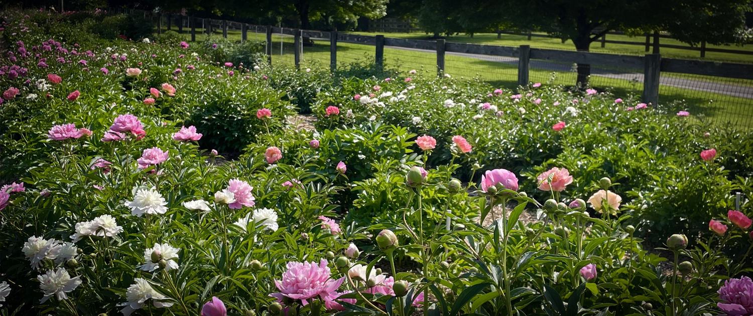 Everything's Coming Up Roses ... - County Lines Online