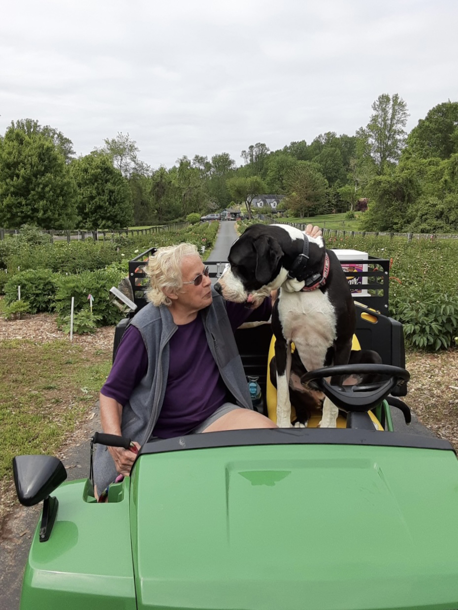 Everything's Coming Up Roses ... - County Lines Online