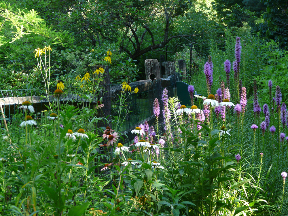 Native Plants for Resilient Gardens - County Lines Online