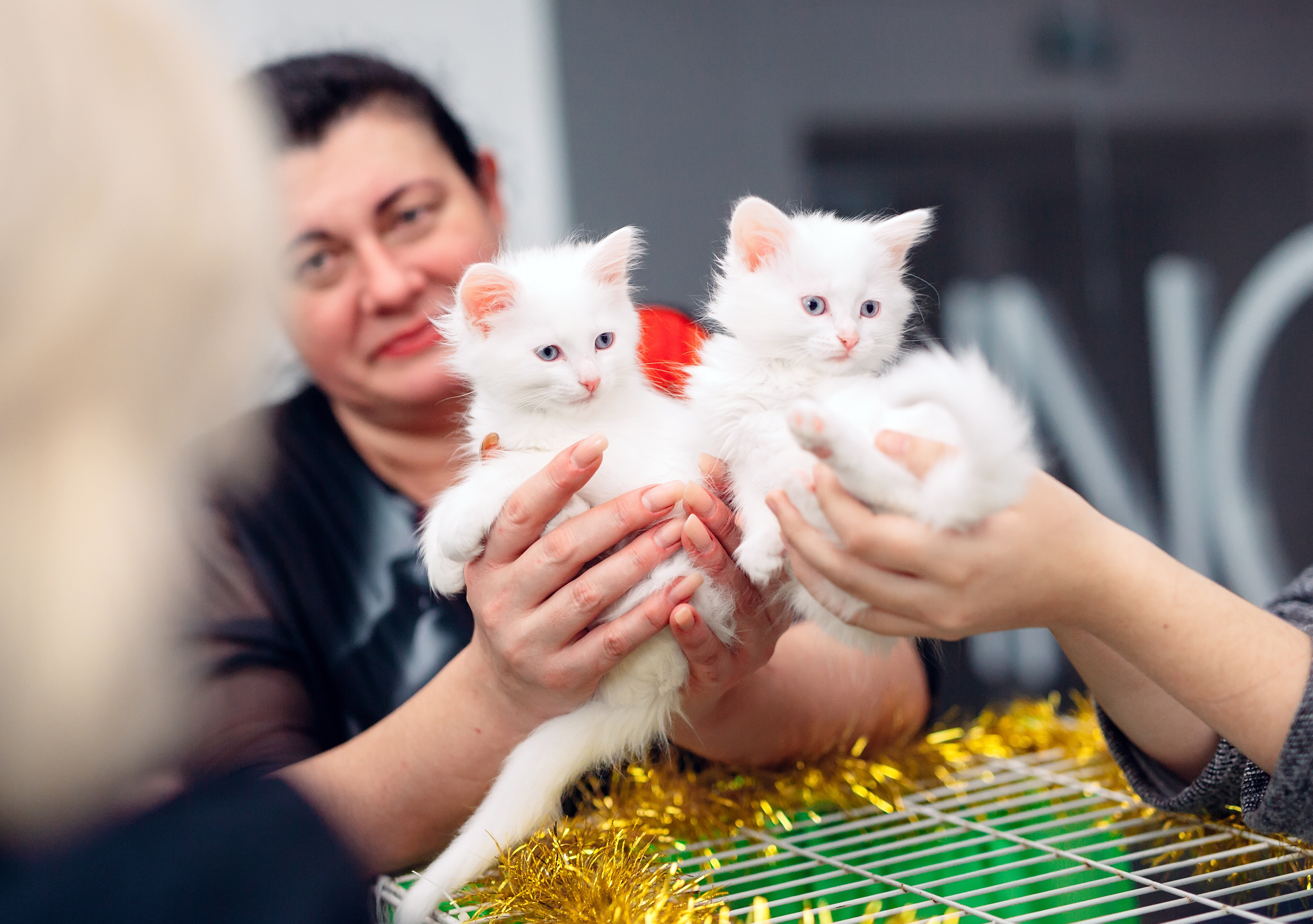 Exhibition or fair cats. - County Lines Online