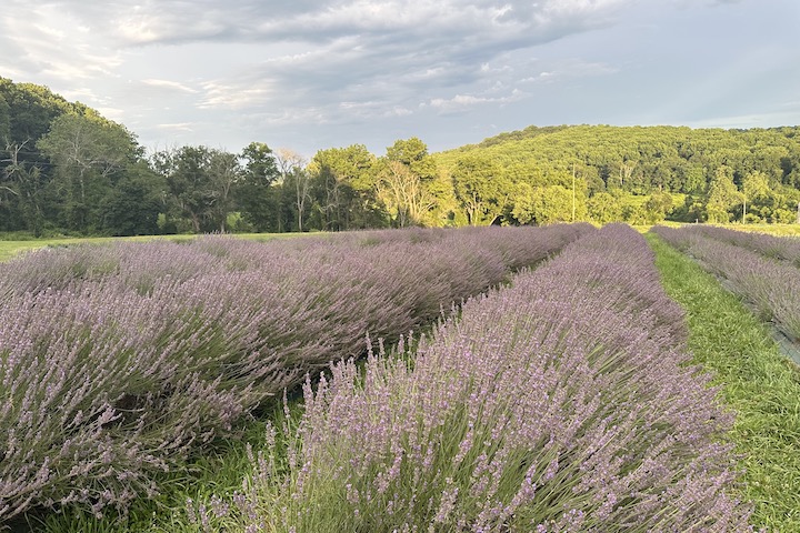 Spotted This Week - County Lines Online