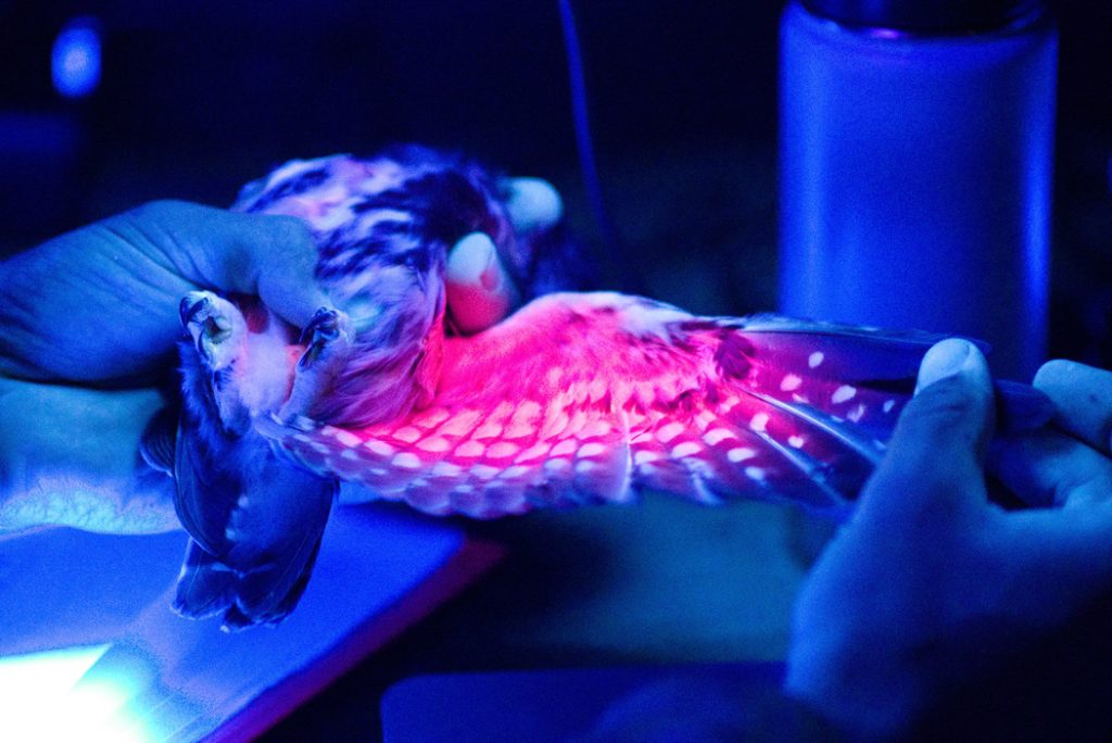 A Big Journey for a Little Owl - County Lines Online