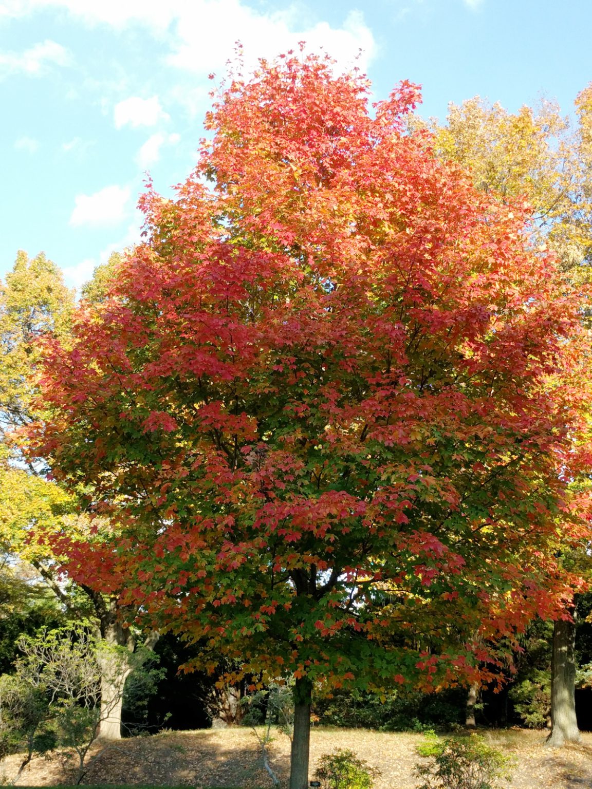 Create a Vibrant Autumn in Your Own Backyard - County Lines Online