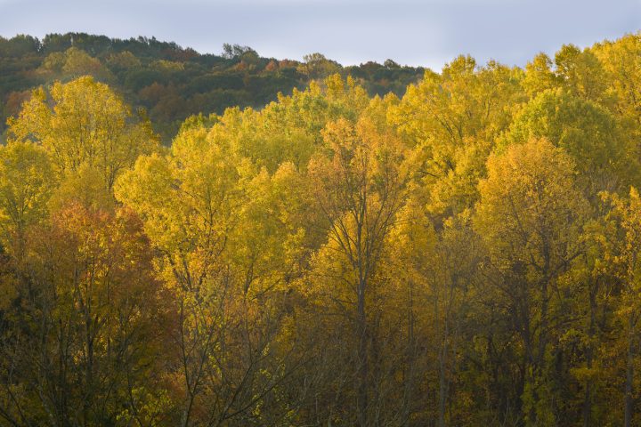 Create a Vibrant Autumn in Your Own Backyard - County Lines Online