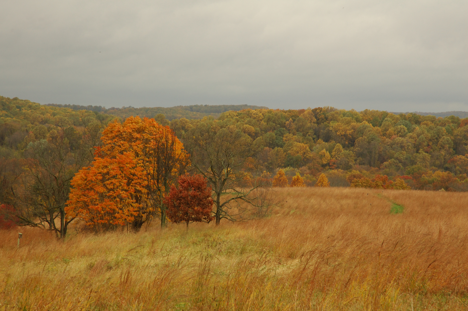 Seeing the Forest for the Trees - County Lines Online
