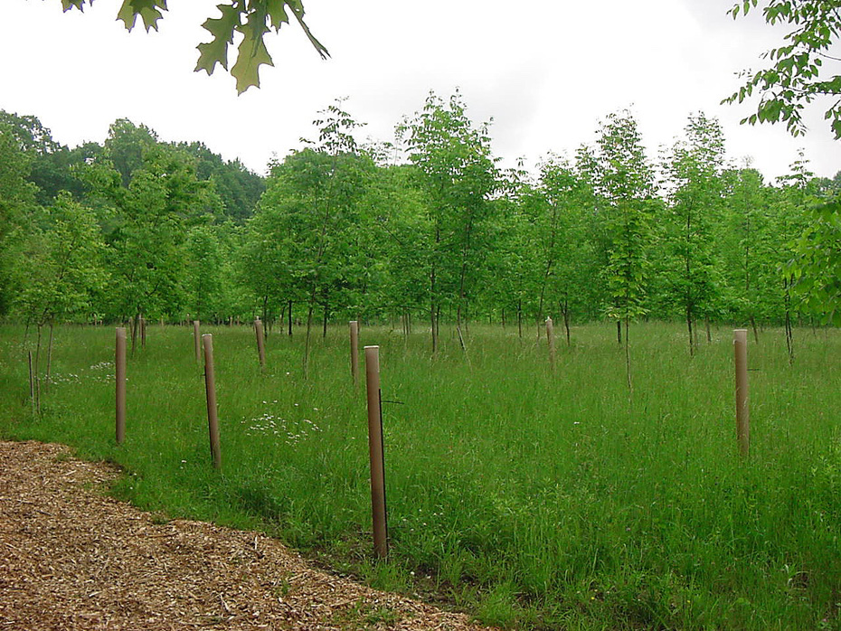 Seeing the Forest for the Trees - County Lines Online