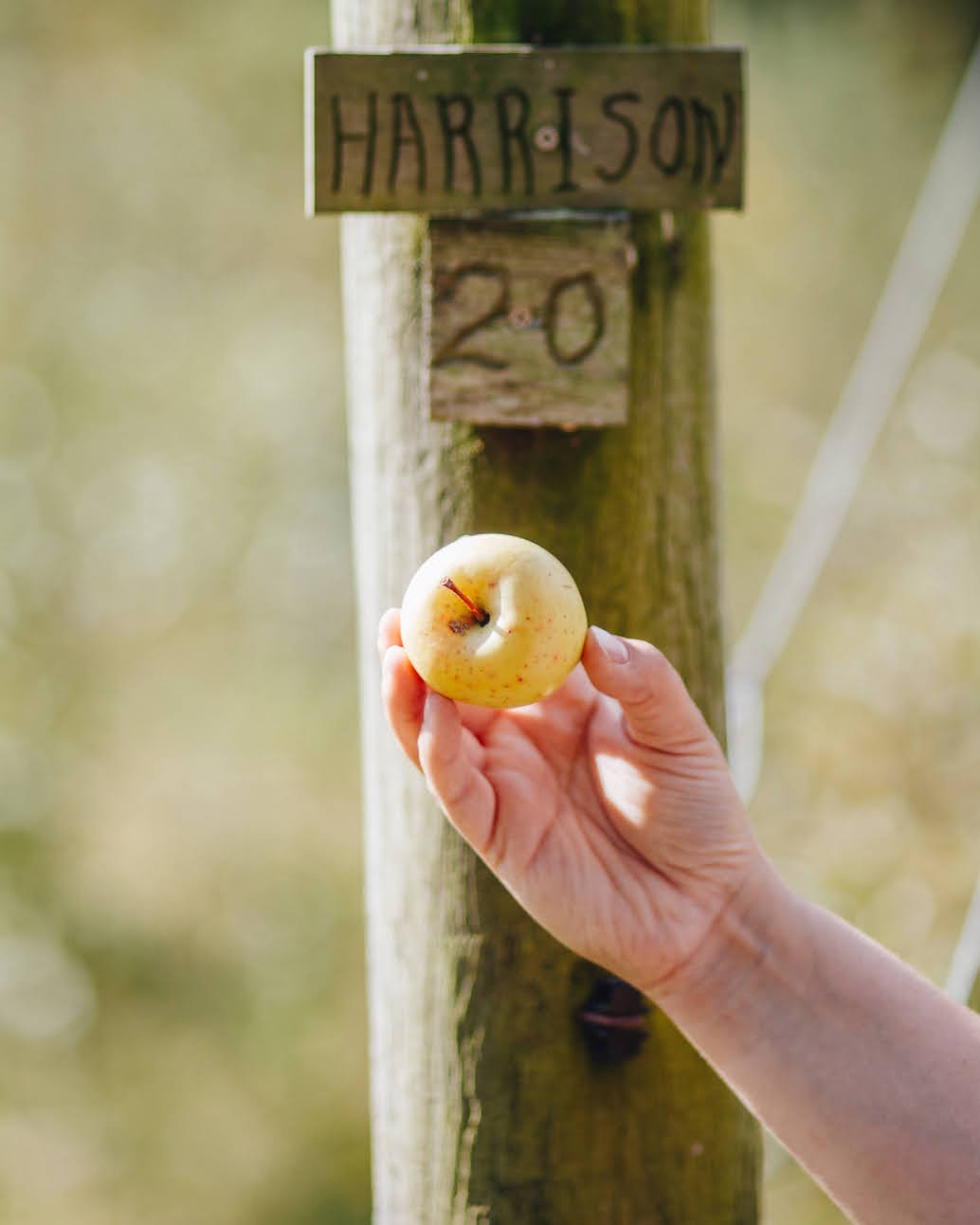 Hard Cider 101 - County Lines Online