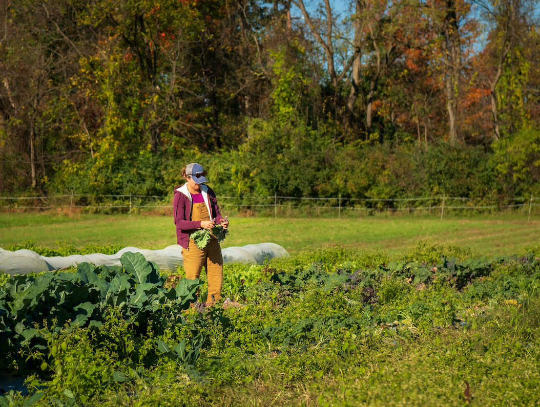 A Walk Through the Preserves - County Lines Online