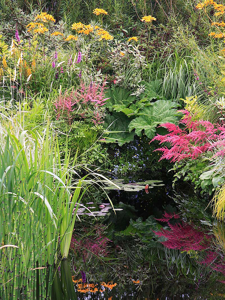 Backyard Bogs - County Lines Online