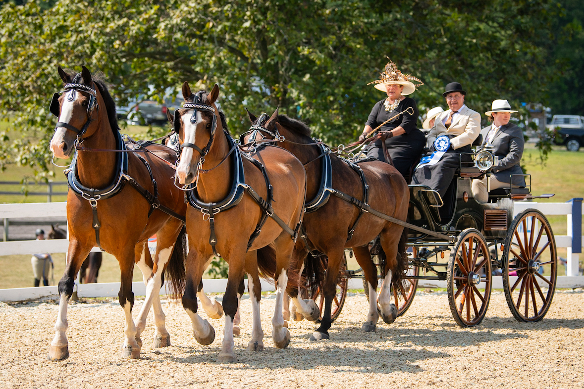 Fall in Love with the Coming Equestrian Season - County Lines Online