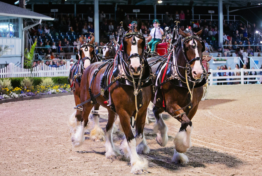 The Devon Horse Show & Country Fair - County Lines Online